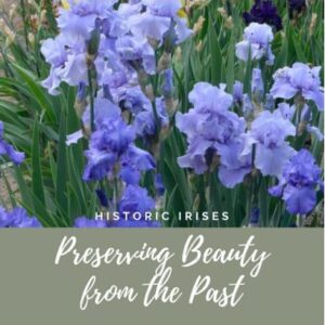 Historic Irises: Preserving Beauty from the Past – Grosse Pointe Garden ...